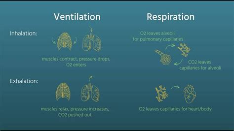 Difference Between Ventilation And Respiration In Nigeria Nigerian Tech