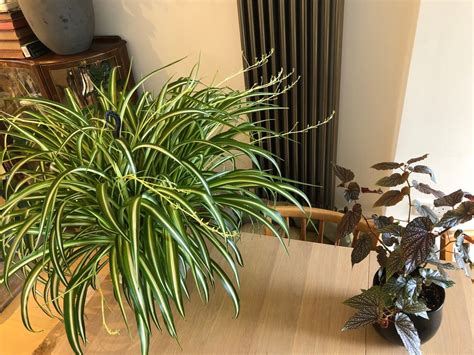 Spider And Begonia Begonia London Apartment Plants