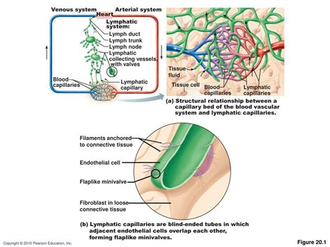 PPT Lymphatic System Functions PowerPoint Presentation Free Download ID