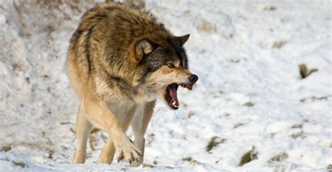 15 Crucial Actions To Take When Facing A Wolf In The Wilderness