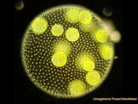 The Origin Of Sexual Reproduction YouTube