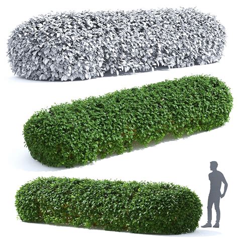 3d Cornus Sericea Flaviramea Hedge Turbosquid 1909538