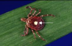 How To Identify Different Ticks
