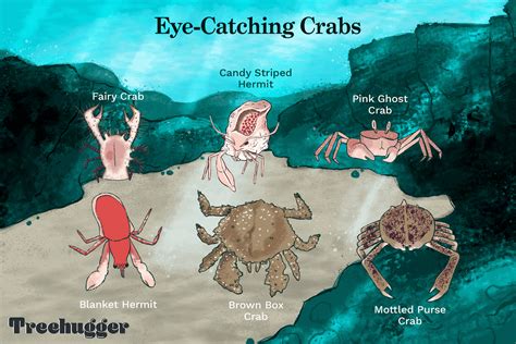 13 Curious Types Of Crabs