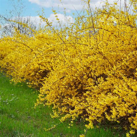 Northern Gold Forsythias For Sale