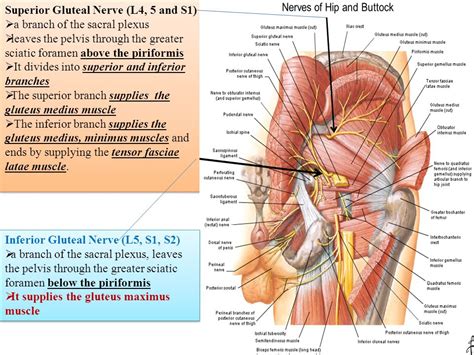 Visual Anatomy 視覚解剖学
