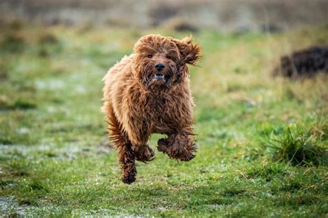 Cockapoo Aspetto Carattere Prezzo Cure Zooplus Magazine