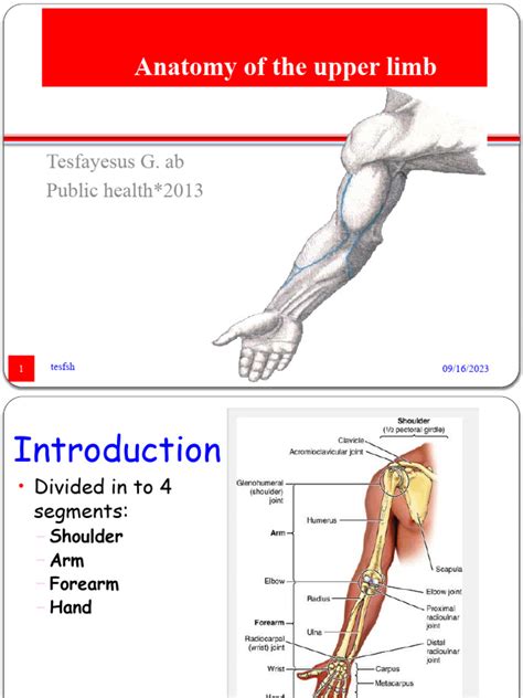 1 Ant Anatomy Of The Upper Limp Tg Pdf Thumb Arm