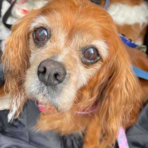 Myoclonus In Cavalier King Charles Spaniels Bliss Cavalier Rescue