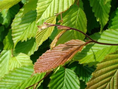 Att Plantera Häck Plantering Trädgård Framsida Grönsaksodling