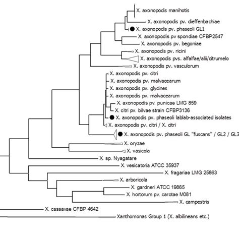Multi Locus Sequence Analysis To Determine The Phylogenetic Positions