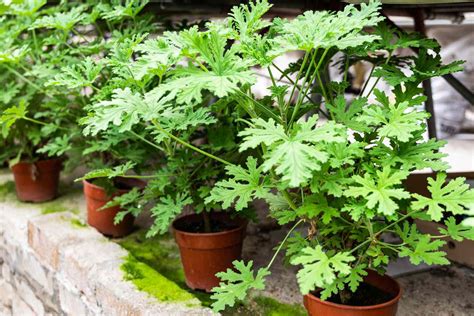 How To Grow Citronella Plant—a Low Maintenance Perennial That Repels