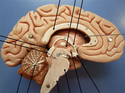 Left Cerebral Hemisphere Diagram Quizlet