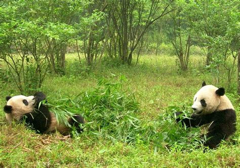 Do Pandas Have Predators Panda Things