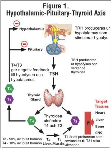 Thyroidea Normalantomi Och Hypotyreos Flashcards Quizlet