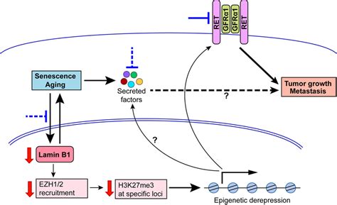A Model Of The Function Of Lamin B1 In The Control Of Lung Download Scientific Diagram