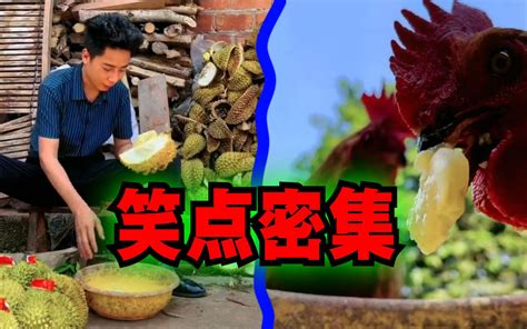 爆笑解说：什么样的家庭才会用榴莲喂鸡？ 多巴安工作室 多巴安工作室 哔哩哔哩视频