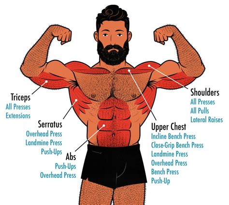 The Best Shoulder Day Workout For Building Muscle Outlift