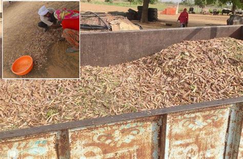 Locust Tiddi Dal Attack In Jaipur Rajasthan टिड्डियों से भरे खेत खलिहान जयपुर जिले में अब तक