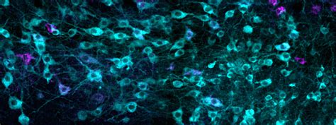 Neuroscience News Neuroscience Institute