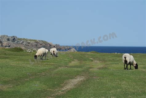 Linux Wolf Pack Linux Resources Help Software Articles And More