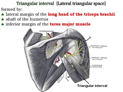 Axilla And Brachial Plexus Ppt Download