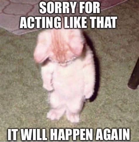 40 Adorable Im Sorry Memes People Wont Be Able To Resist