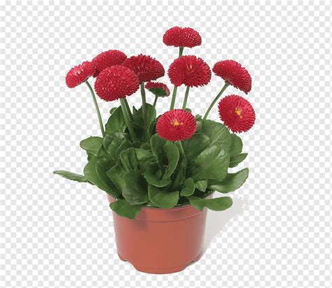 일반적인 데이지 국화 꽃 분재 씨앗 화분에 심은 꽃 꽃다발 인공 꽃 연간 공장 꽃 Png Pngwing