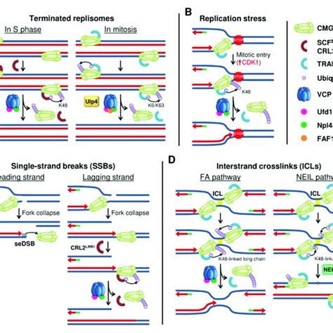 Models For Replisome Disassembly A Disassembly Of Terminated Download Scientific Diagram