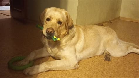 играем#пес#собакабарабака#собакадруг#собаки#собакамечты#играем#собаки ...