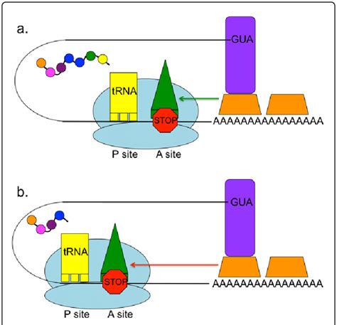 Translation Termination