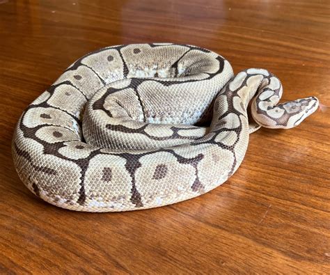 Spider Ball Python By Ashely Rose Reptiles Morphmarket