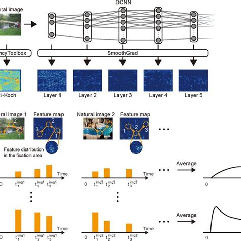 Feature Maps And Gaze Attraction A Feature Maps Corresponding To Download Scientific Diagram