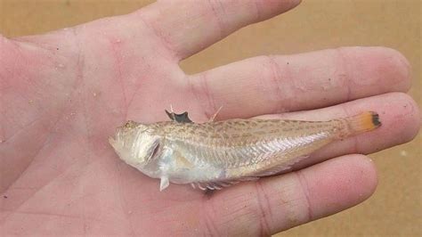 Peixe Aranha Comum Características Alimentação Habitat E Veneno