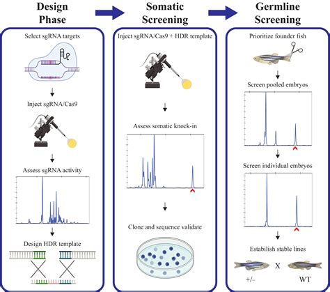 Dna Molecular Biology Bio Protocol
