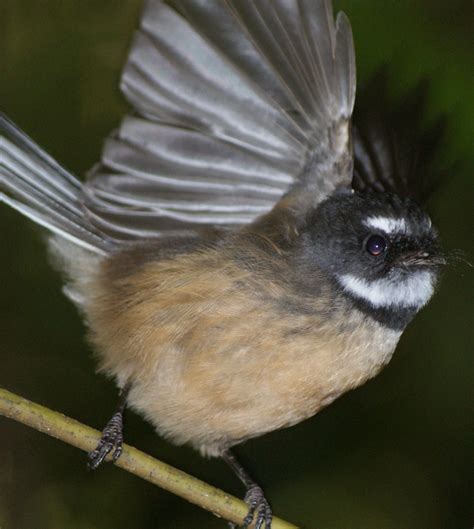 Fantail 4 By Andersonrhys On Deviantart