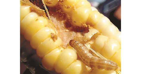 Следете за поява на царевичен стъблопробивач в посевите Български Фермер