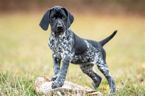 Kleine Jäger Im Fokus Julia Kauer Jagdhunde Fotografie