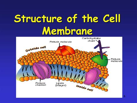 Cell Membrane Functions And Structure Diagram A Detailed Dia