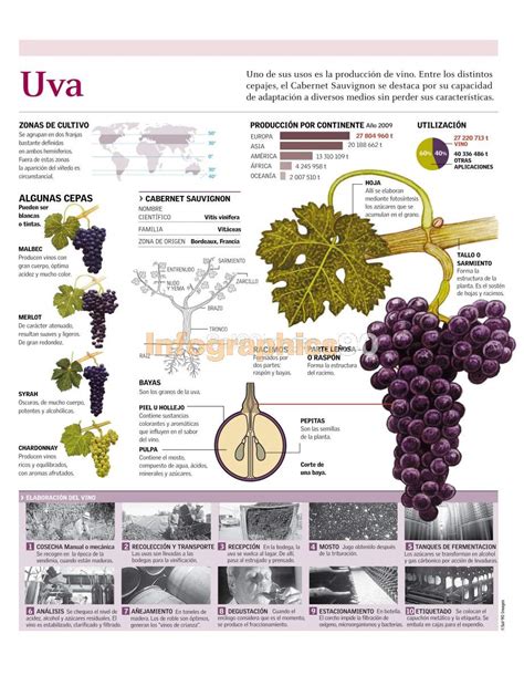 Conoce Los Tipos De Uva Para Vinos Aprende Institute 47 Off
