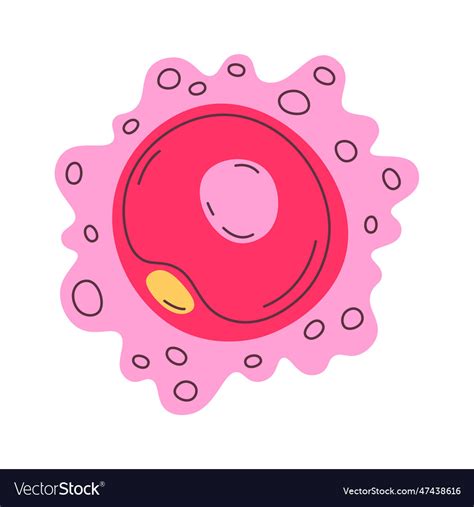 Female Sex Human Cell Royalty Free Vector Image