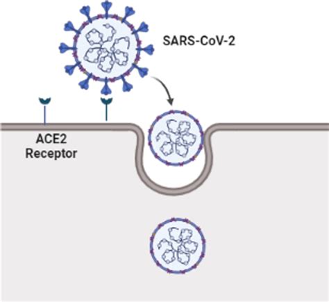 Binding Of Sars Cov 2 To Ace2 Receptors Download Scientific Diagram