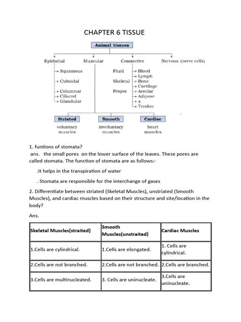 Tissue Pdf Tissue Biology Epithelium