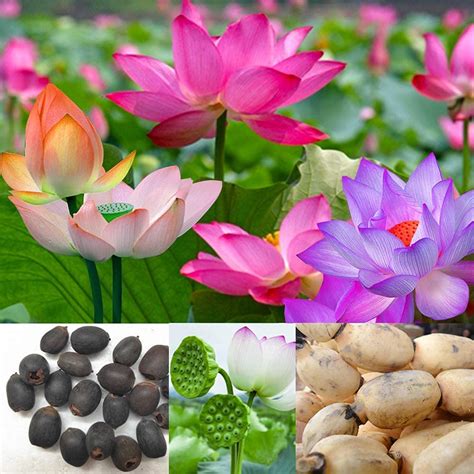 Lotus Plant Root