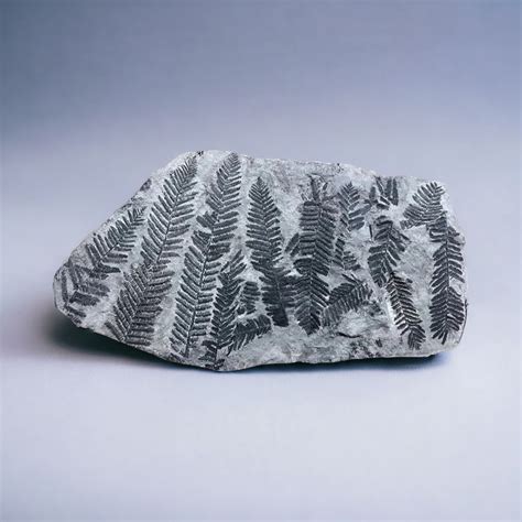 Large Fossil Fern For Sale 37 Inches Fossil Realm