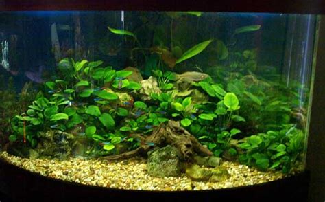 Аквариумные растения Анубиасы