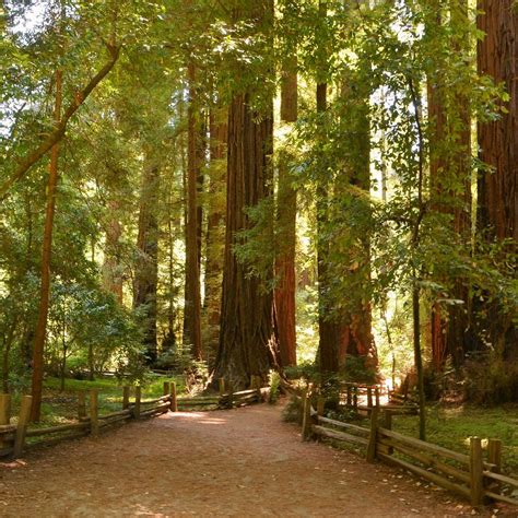 Henry Cowell Redwoods State Park 펠튼 Henry Cowell Redwoods State