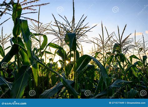 Row Of Sweet Corn With Pollen In A Garden Stock Image Image Of Crop