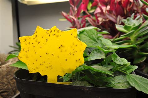 Fungus Gnats How To Get Rid Of Those Tiny Bugs Flying Around The House