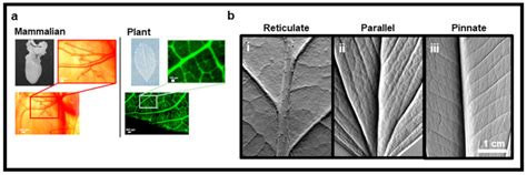 The Emerging Role Of Decellularized Plant Based Scaffolds As A New Biomaterial